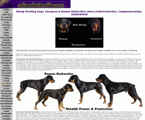 Colossalrottweilers.com: Producing Giant rottweilers & European ...